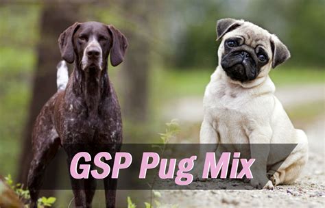 German Shorthaired Pointer Pug Mix Gsp Owners German Shorthaired Pointer Pug Mix Gsp Owners