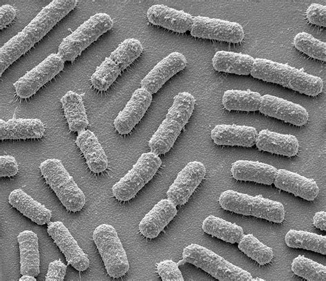 Bacillus Megaterium Bacteria Sem Stock Image C037 6458 Science