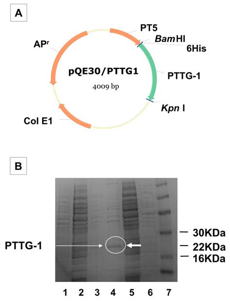 1a Scheme Of Pqe30 Plasmid For The Generation Of Pttg 1 Protein 1b