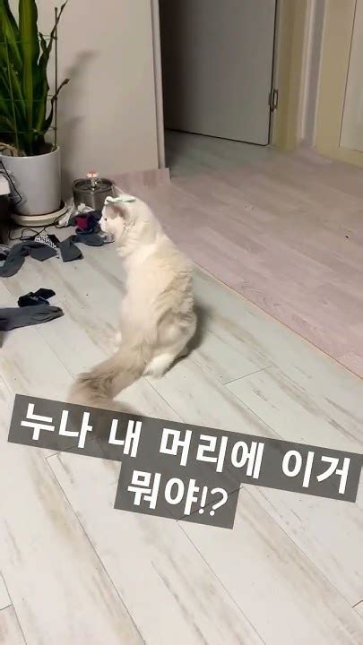 으악 내 머리에 이거 뭐야 Shorts Youtube