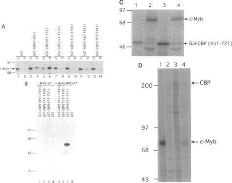 The Creb Binding Domain Of Cbp Is Sufficient For In Vitro And In Vivo