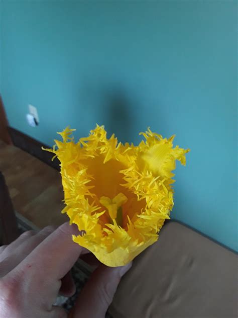 Isnt This A Weird Tulip Mutation R Gardening