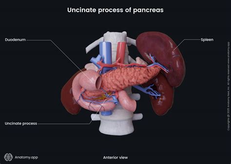 Uncinate Process Of Pancreas Anatomy App