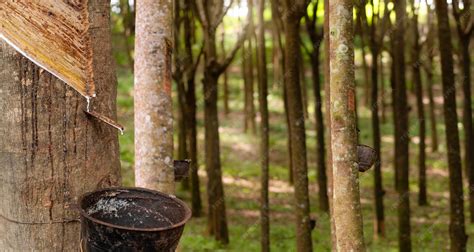 Premium Photo Rubber Tapping In Rubber Tree Garden Natural Latex