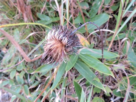 キクバヤマボクチオヤマボクチハバヤマボクチ 山野草植物めぐり