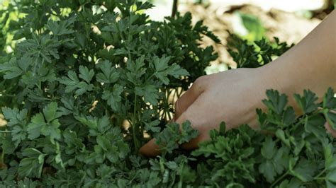 Коли сіяти петрушку навесні за місячним календарем — найкращі дати Читайте на Ukr Net