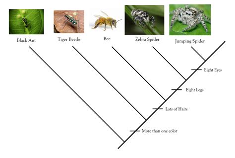 Taxonomy The Jumping Spider Resource