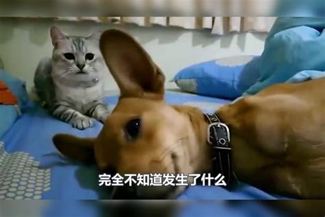 猫咪发现自家狗狗被欺负，瞬间冲上去帮忙，患难见真情！