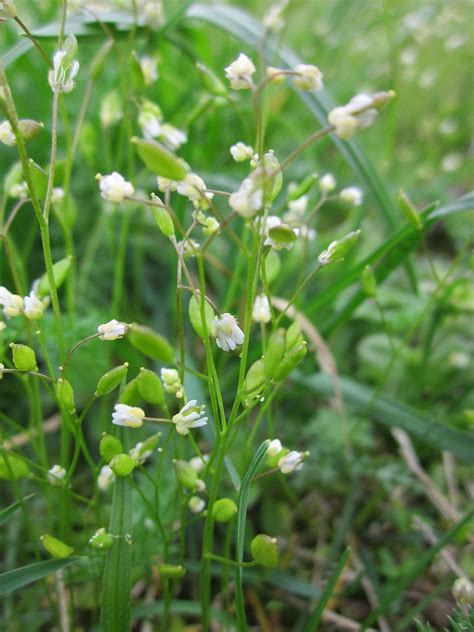 Download Free Photo Of Draba Vernaspring Drabashadflowernailwort