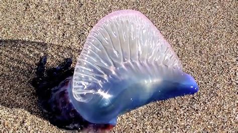 Worlds Deadliest Jellyfish