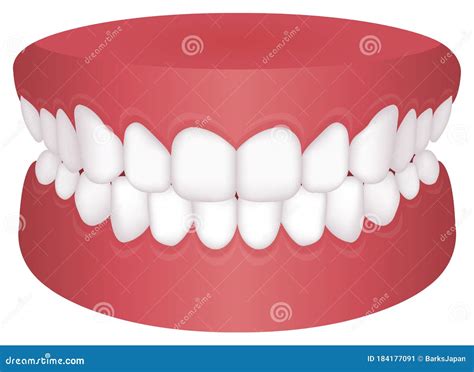 Teeth Trouble Bite Type Vector Illustration Normal Bite Stock Vector Illustration Of Cavity