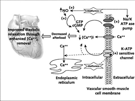 Role Of Metformin In Dm2 And Glibenclamide Combination Pptx