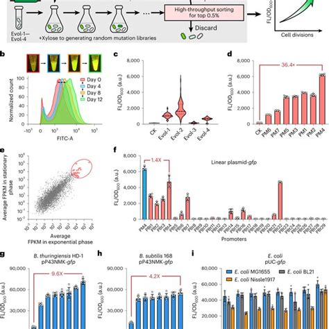 Continuous Evolution For Obtaining Efficient Methanol Assimilating B Download Scientific