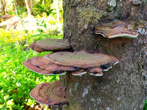 Ganoderma Mushrooms That Grow On Trees That Are Dry And Weathered Stock