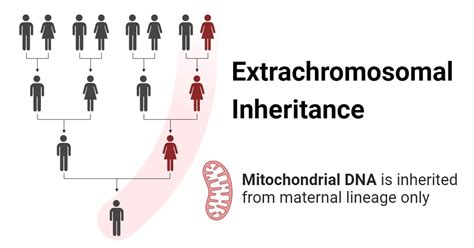 Extrachromosomal Inheritance Types Modes Uses Artofit