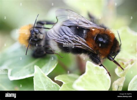 Mating Bees Hi Res Stock Photography And Images Alamy