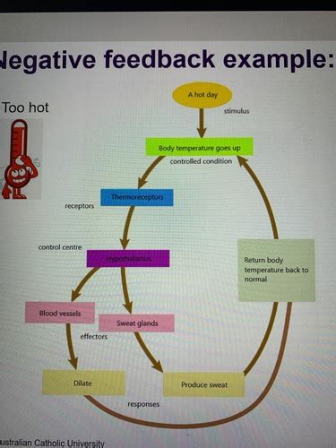 Homeostasis Flashcards Quizlet