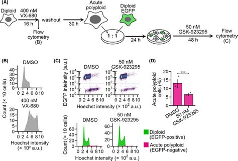 Selective Suppression Of Acute Polyploid Hap1 Cells In Co‐culture By