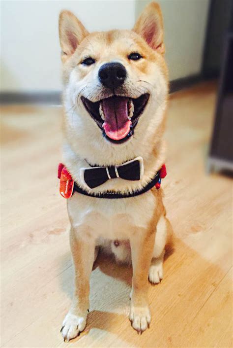 Dog Gets Thousands On Instagram Fans By Drawing And Watching Tv