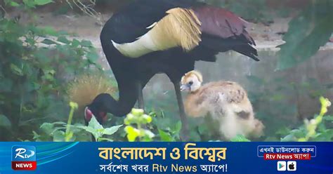 এক যুগ পর সাফারি পার্কে বাচ্চা দিলো উগান্ডার জাতীয় পাখি