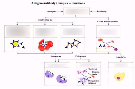 Antigen Antibody Complex Functions Diagram Diagram Quizlet
