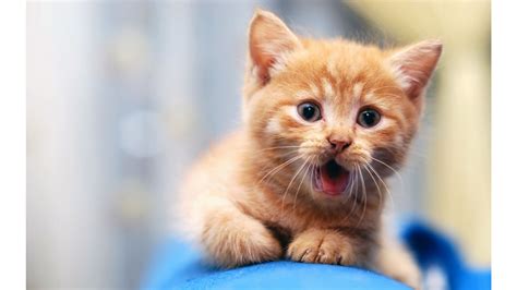 Cat 4k Wallpapers Top Free Cat 4k Backgrounds Wallpaperaccess