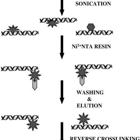 Schematic Representation Of The Nace Procedure Dnabinding Proteins Are Download Scientific