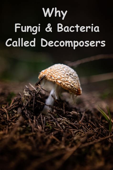 Why Bacteria And Fungi Are Called Decomposers Food Chain And Web