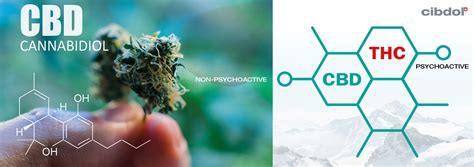 Can Cbd Oil Be Addictive