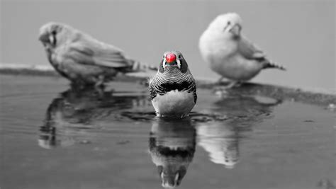 무료 이미지 검정색과 흰색 주황색 빨간 단색화 조류 척골가 있는 물 병 계산서 얼룩말 핀치 붉은 부리 흑백