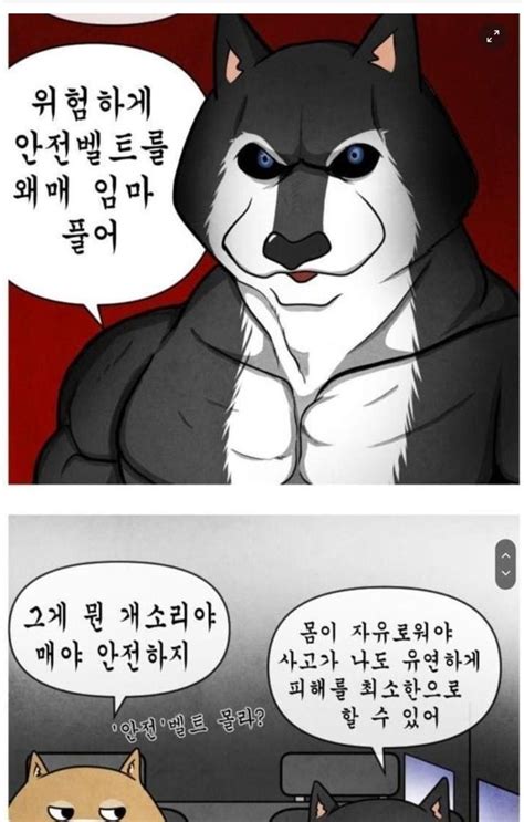 안전벨트 안해도 되는 이유 웃긴 밈 재미있는 동영상 밈