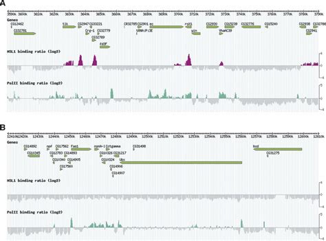 Msl1 And Rna Pol Ii Chip Hybridization To Tiling Array Representative Download Scientific