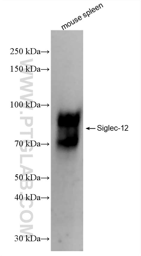Siglec E Antibody 84790 2 Rr Proteintech