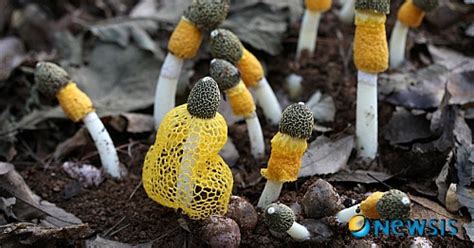 음지 밝히는 노랑 망태버섯