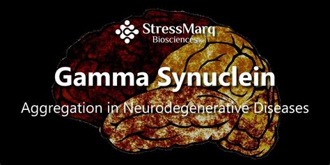 Did You Know That Gamma Synuclein Can Seed Alpha Synuclein Aggregation Learn More About The
