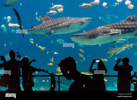 Aquarium In Georgia With Whale Shark At Marilyn Sylvester Blog