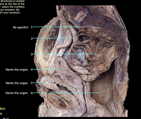 Somatic Nerve Positions And Related Anatomical Structures Flashcards
