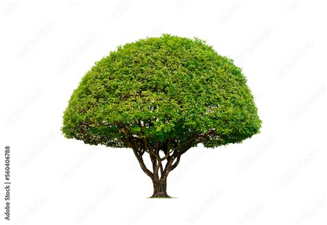 Decorative Canopy Topiary Tree On Transparent Background Png File Stock Photo Adobe Stock