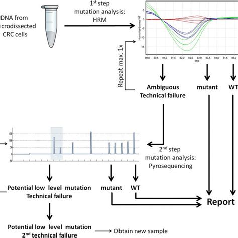 Outline Of The Two Step Procedure For Kras Codon 12 13 Mutation Download Scientific Diagram