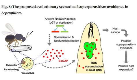 Hymenoptera Research Neofunctionalization Of An Ancient Domain Allows