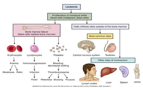 Hematologic Problems Flashcards Quizlet