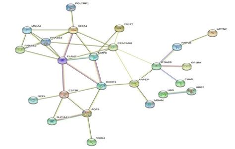 Protein Protein Interaction Ppi Network Constructed By String Tool
