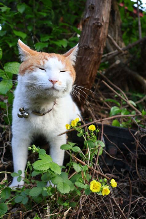 蛇苺の花 かご猫 Blog