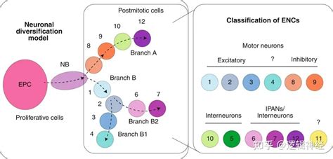 Nat Neurosci︱单细胞rna测序揭示肠道神经系统的复杂性和多样性、及肠道神经元的二元式发育 知乎