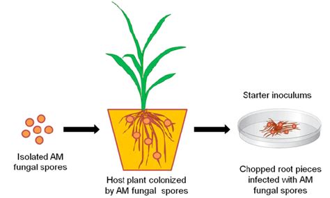 Mass Production Techniques Of Arbuscular Mycorrhizal Fungi Major