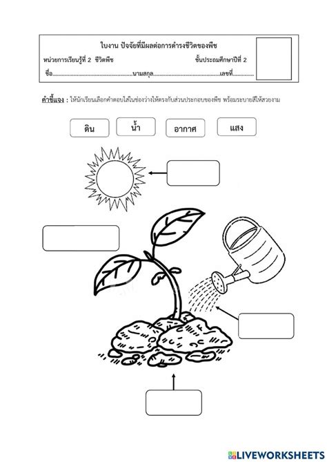 ปัจจัยต่อการเจริญเติบโตของพืช Worksheet การสังเคราะห์แสง บัตรคำ แบบฝึกหัดสำหรับเด็ก
