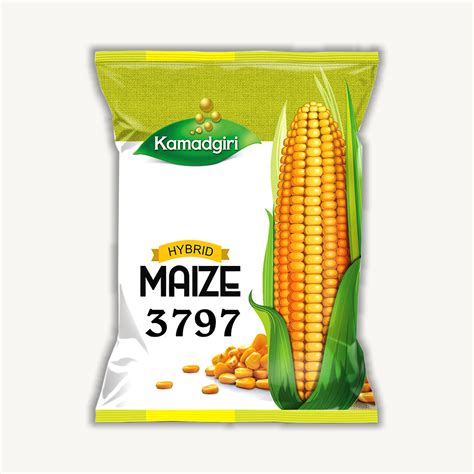 Hybrid Maize Seed 3797 Kamadgiri Crop Science