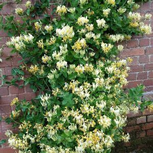 23 Different Types Of Honeysuckle Varieties You Can Grow