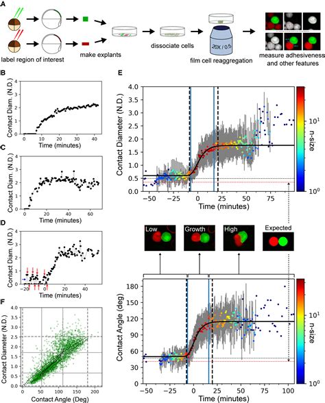 Two Phase Kinetics And Cell Cortex Elastic Behavior In Xenopus Gastrula Cell Cell Adhesion