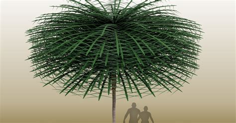 A Fossilized Tree That Dr Seuss Might Have Dreamed Up The New York Times